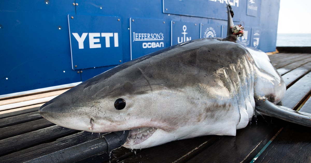10-foot great white shark named 'Penny' has been circling waters off ...