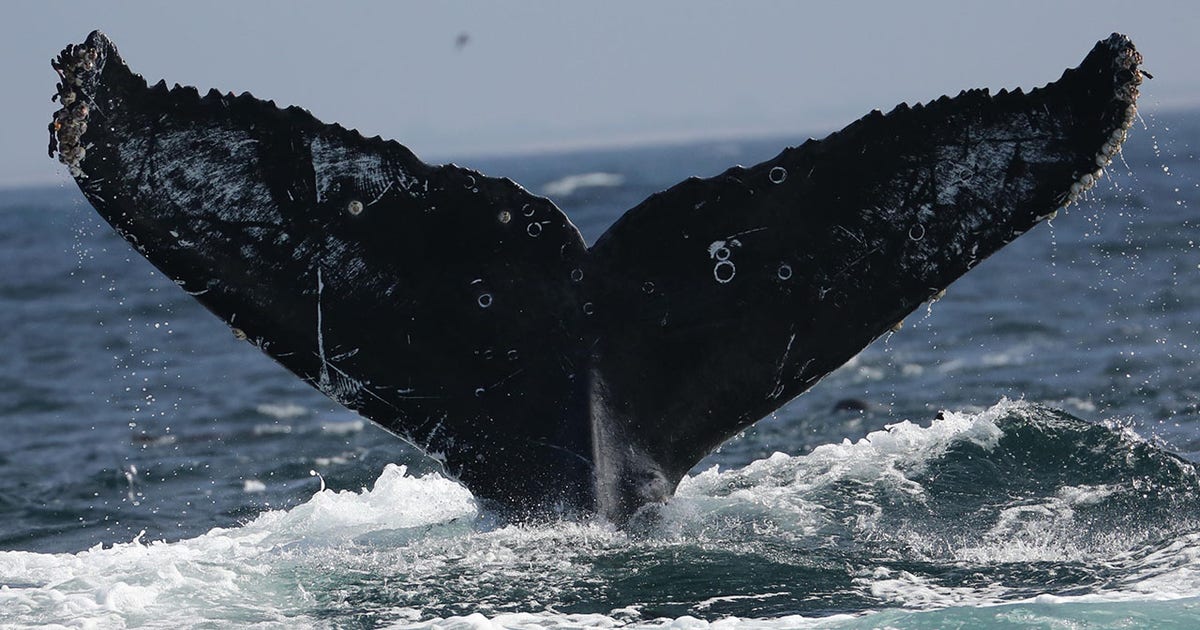 A rare sighting: Fisherman see Humpback whales off the coast of Port ...