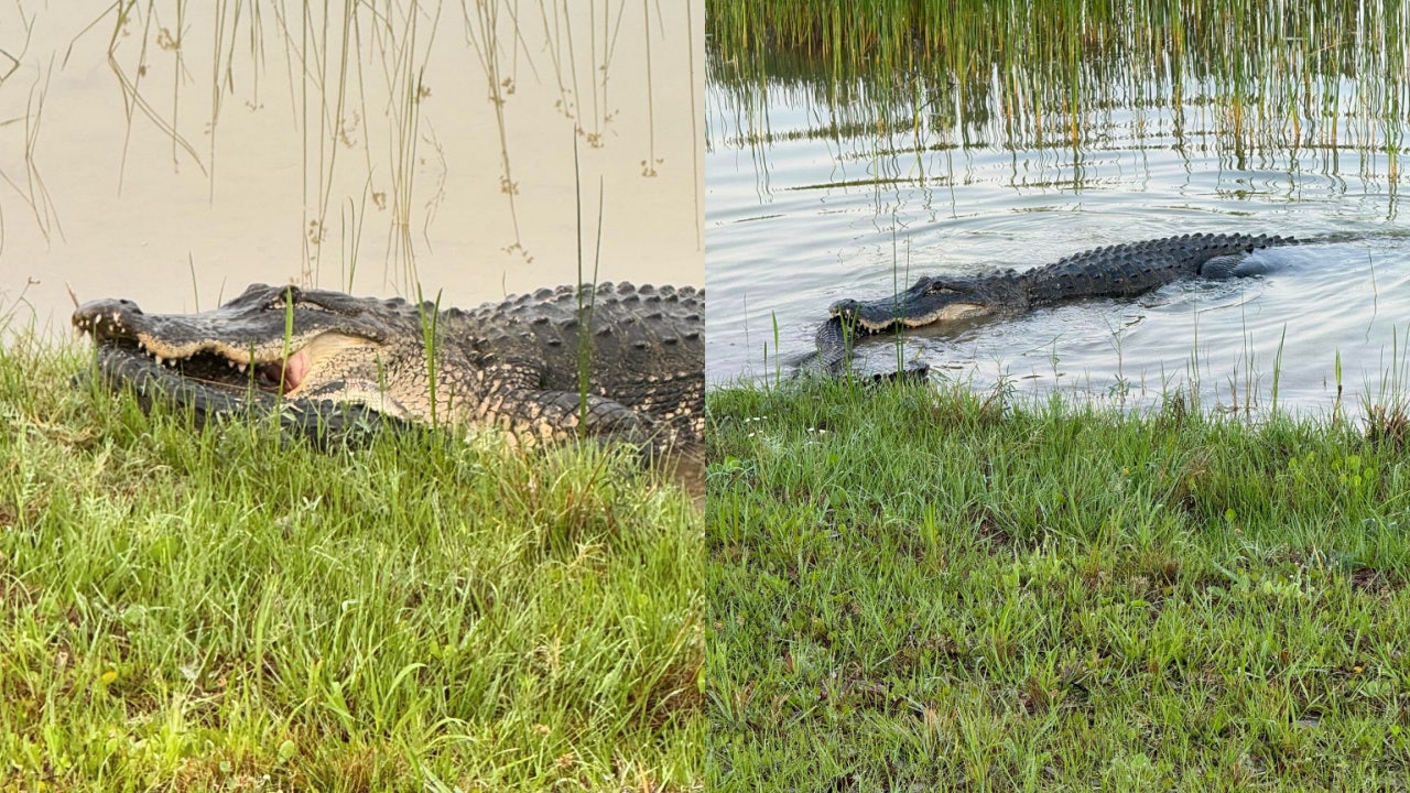 Alligator eating alligator locks eyes with Florida woman on run ...