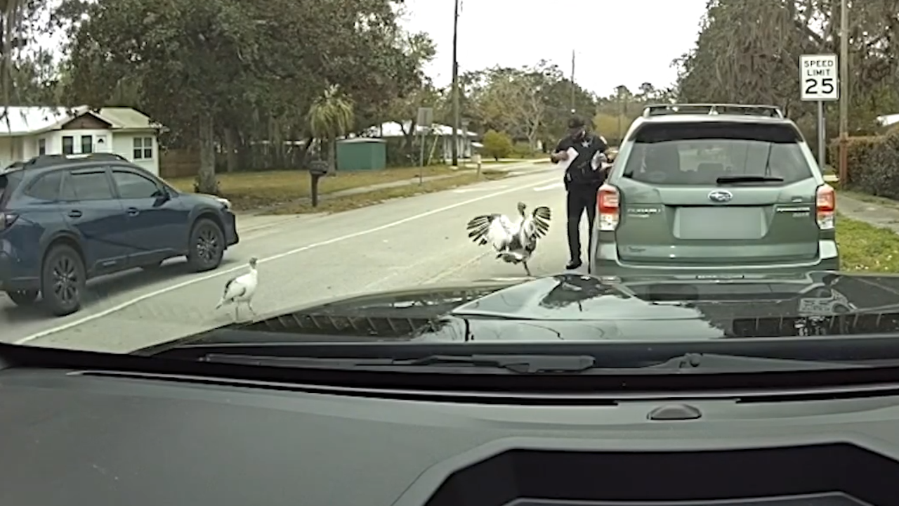 'Irritated' turkey hilariously harasses Florida deputy during traffic ...