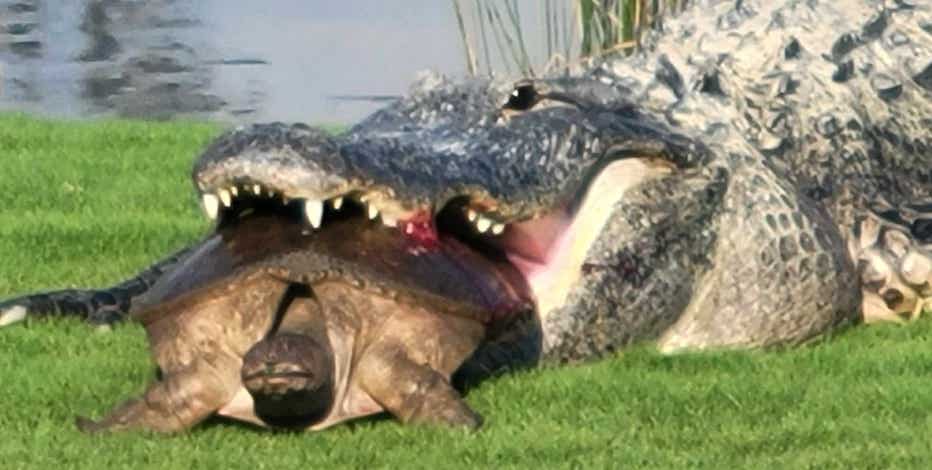 alligator eats golfer