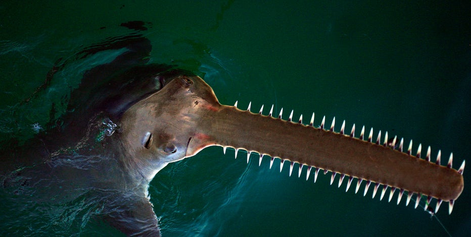 are sawfish aggressive