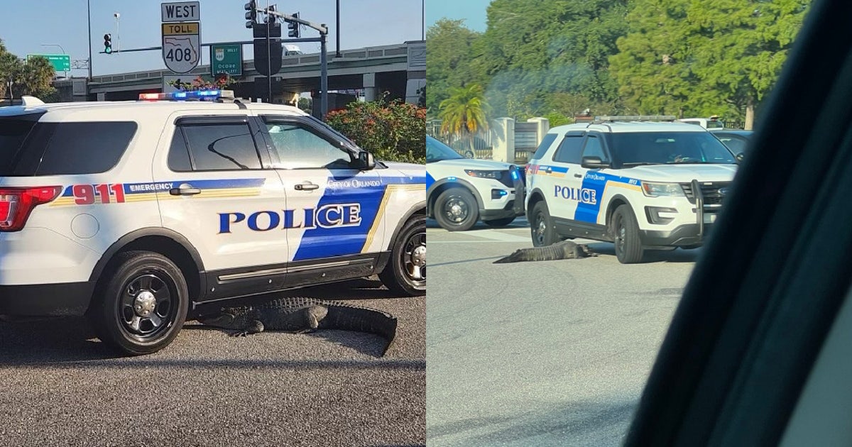 Alligator holds up traffic at busy Orlando intersection: 'Only in ...