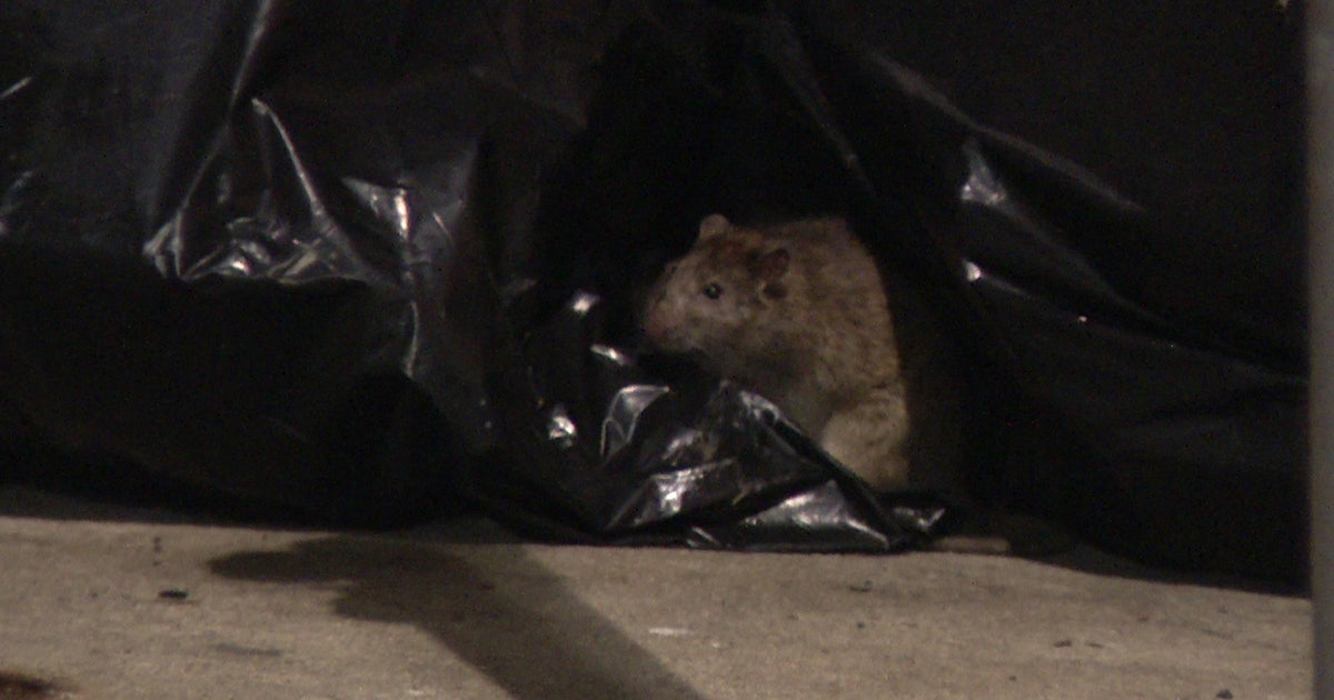 Rat infestation in South Philadelphia causes thousands of dollars in ...