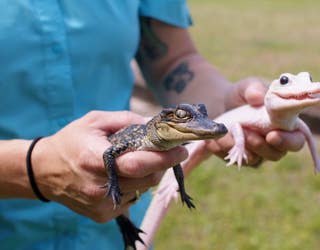 leucistic alligator