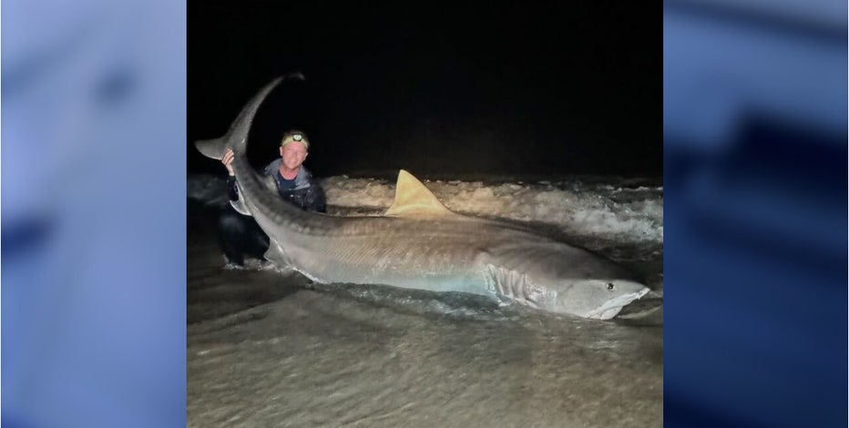 tiger sharks cornwall