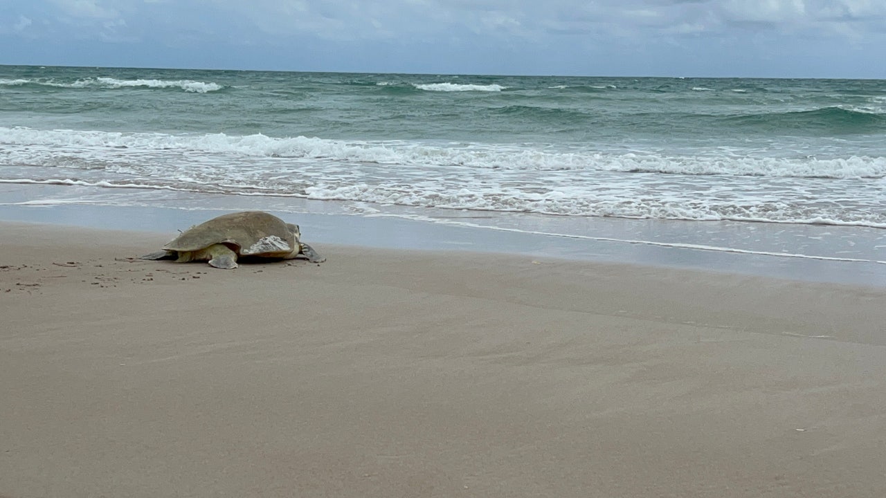 World's rarest sea turtle makes its way back to Volusia County | FOX 35 ...