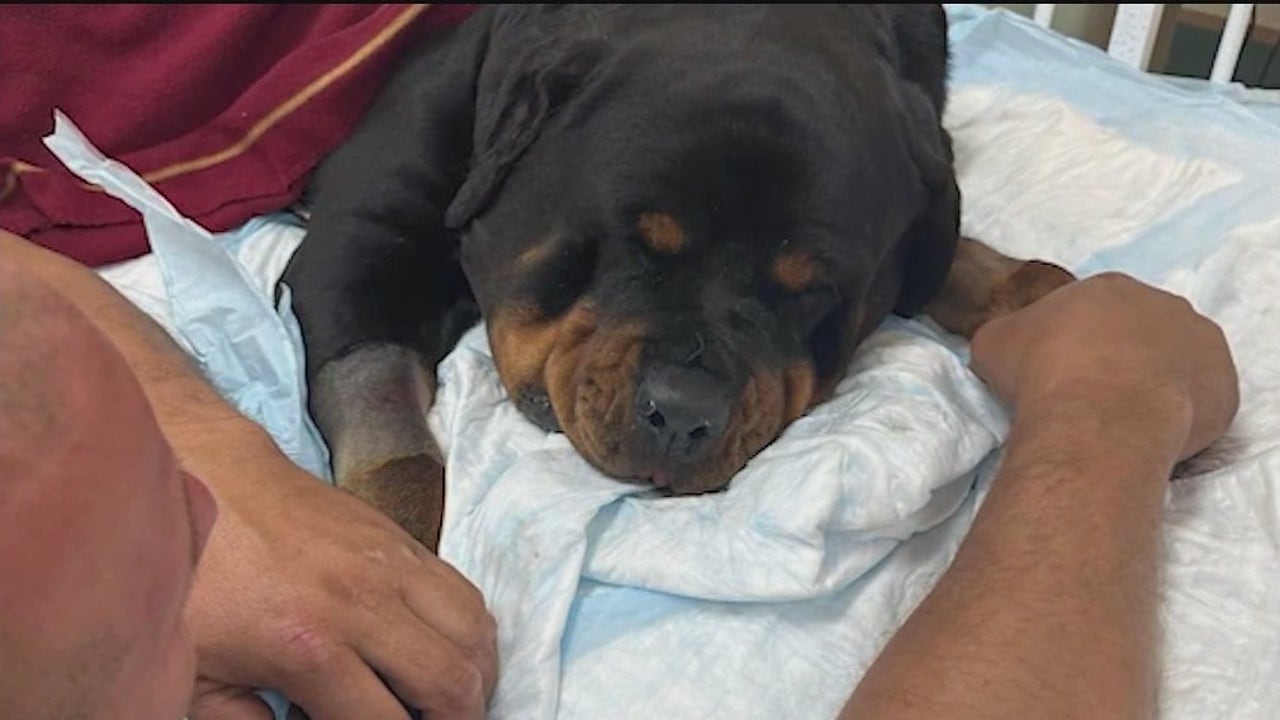Florida family makes cross-county journey to save dog bitten by ... Florida family makes cross-county journey to save dog bitten by ...