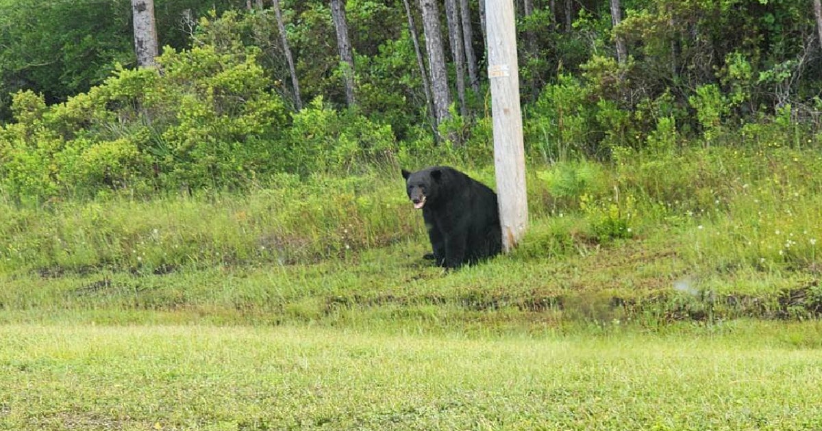 Florida bear hunt reignites debate as conservationists push for federal ...
