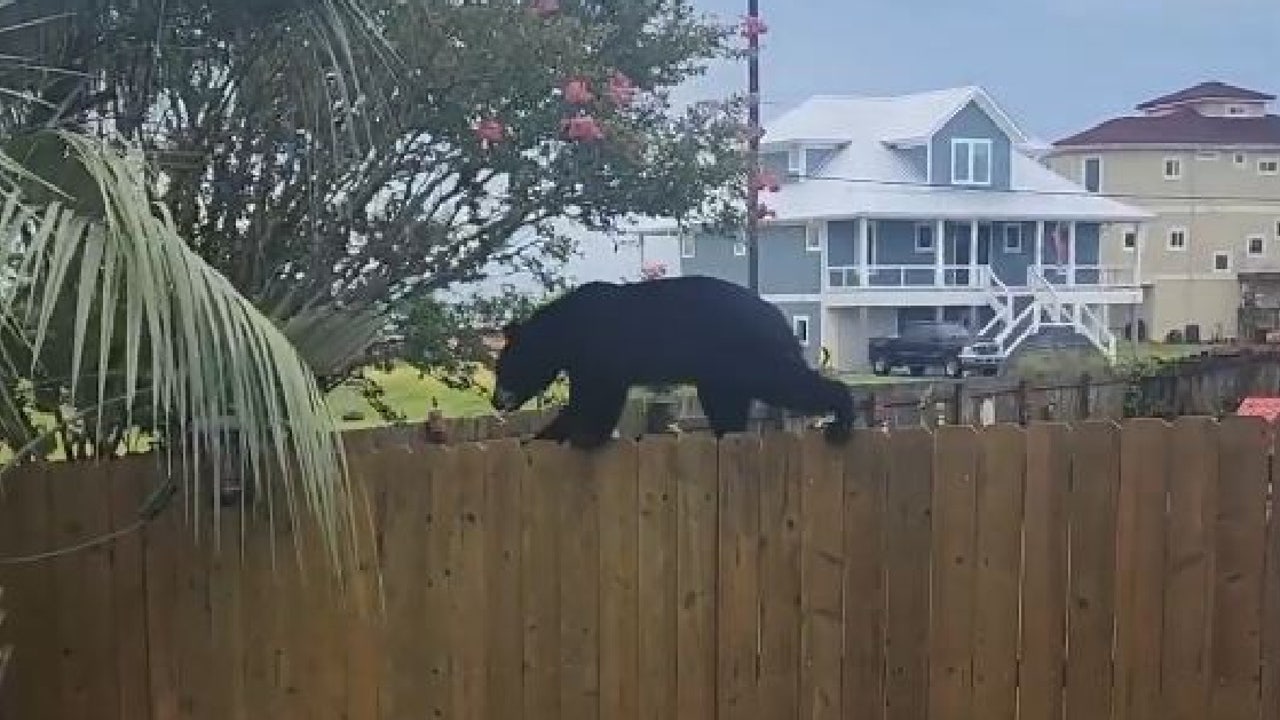 Florida’s December bear hunt draws 100K applications, sparking further ...