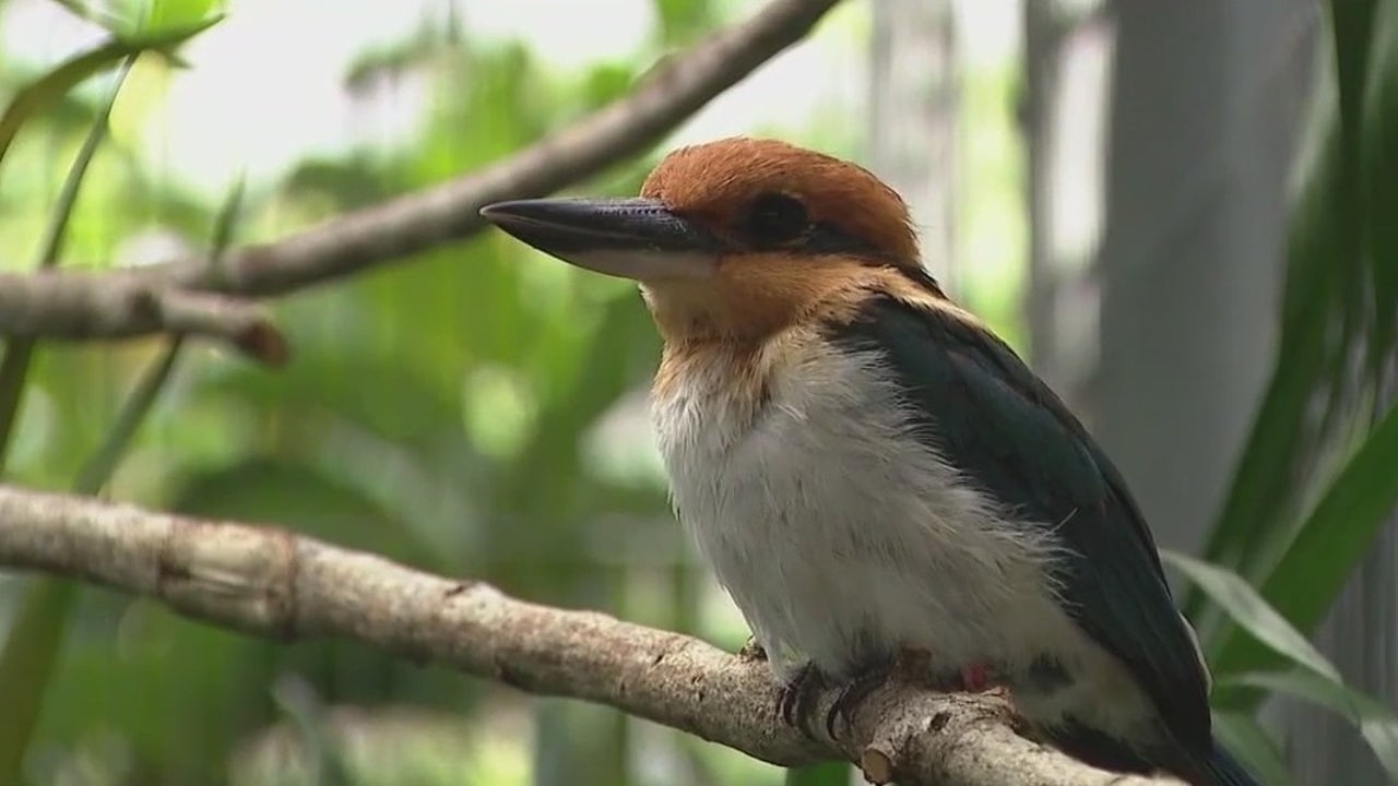 Bird once extinct in the wild makes comeback with help from Disney’s ...