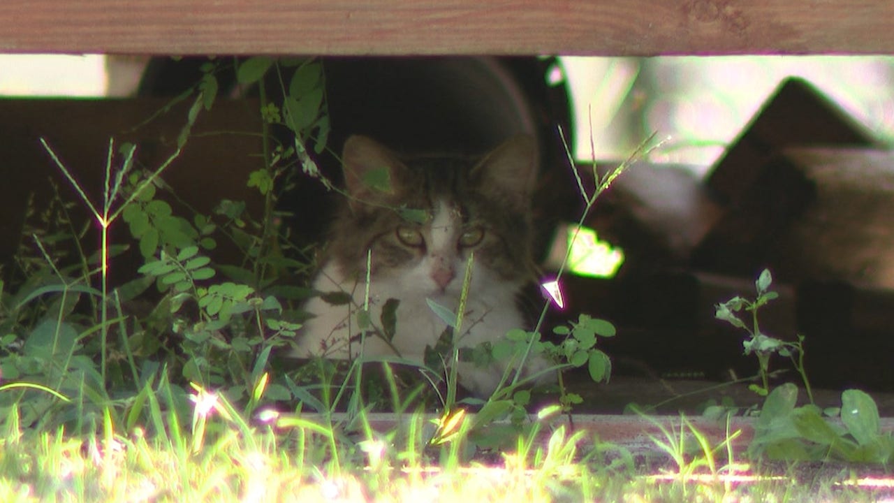Deltona neighbors believe someone is killing stray cats | FOX 13 Tampa Bay