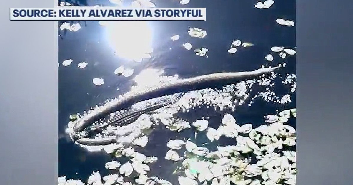 Alligator spotted dragging massive Burmese python in Florida Everglades ...