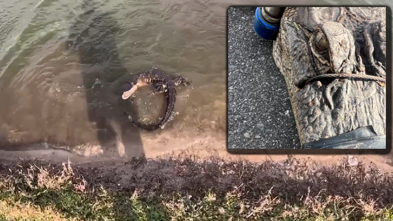 Florida alligator trapper finds gator with snare trap embedded in its ...