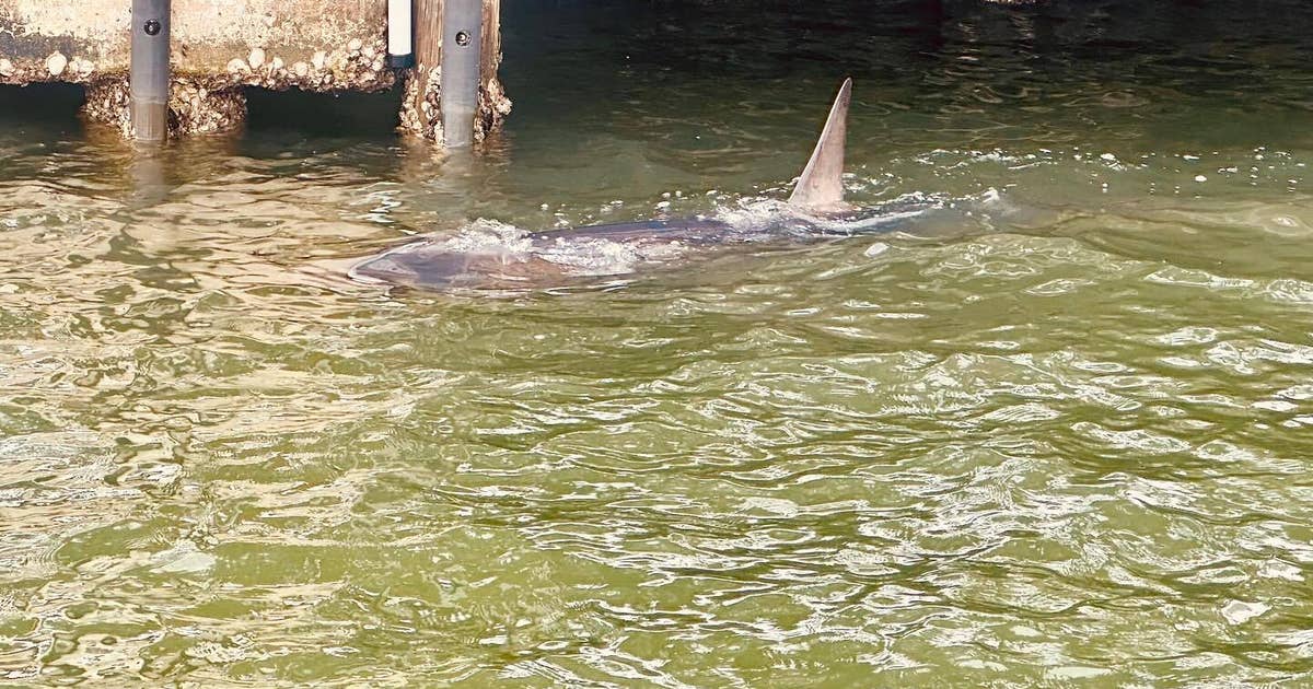 12-foot shark swims into Florida marina: officials | FOX 51 Gainesville