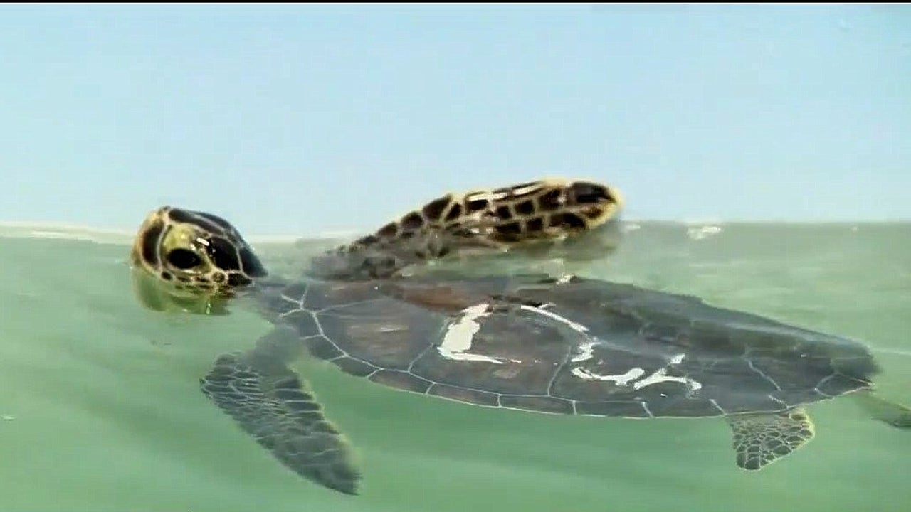 Cold-stunned sea turtles being treated at Volusia County rehabilitation ...