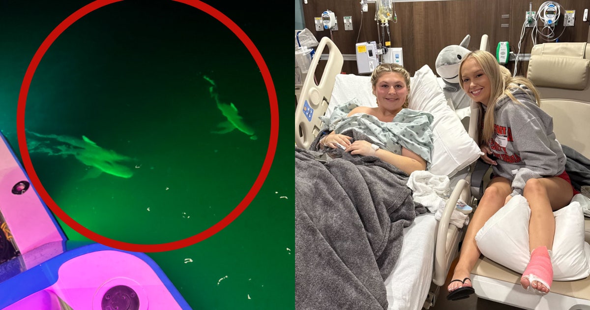 shark attack brittany