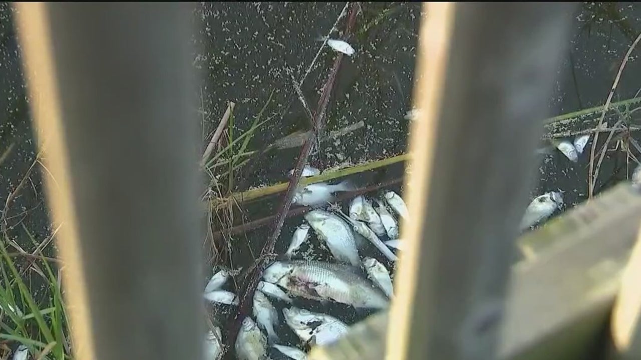 Mass fish kill at Lake Apopka under investigation as residents voice ...