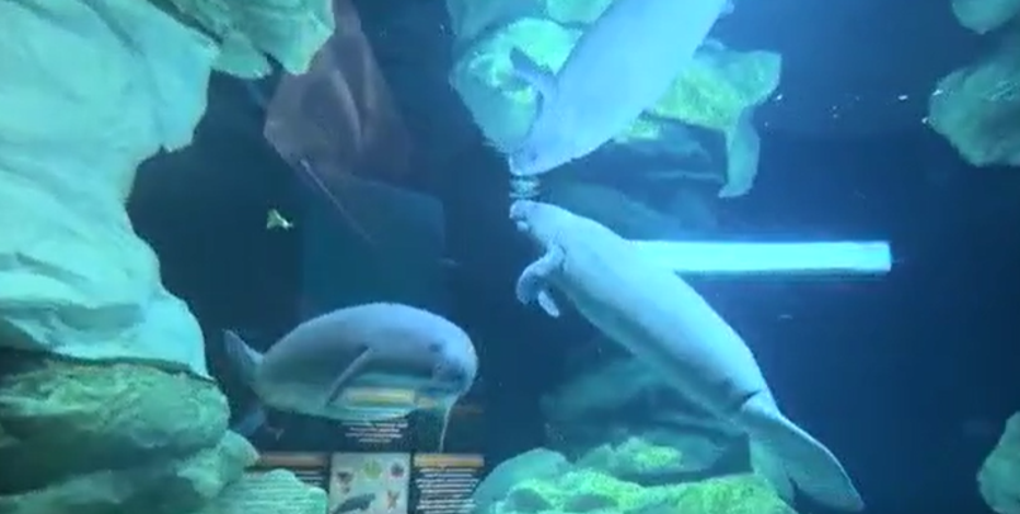 manatee finding nemo