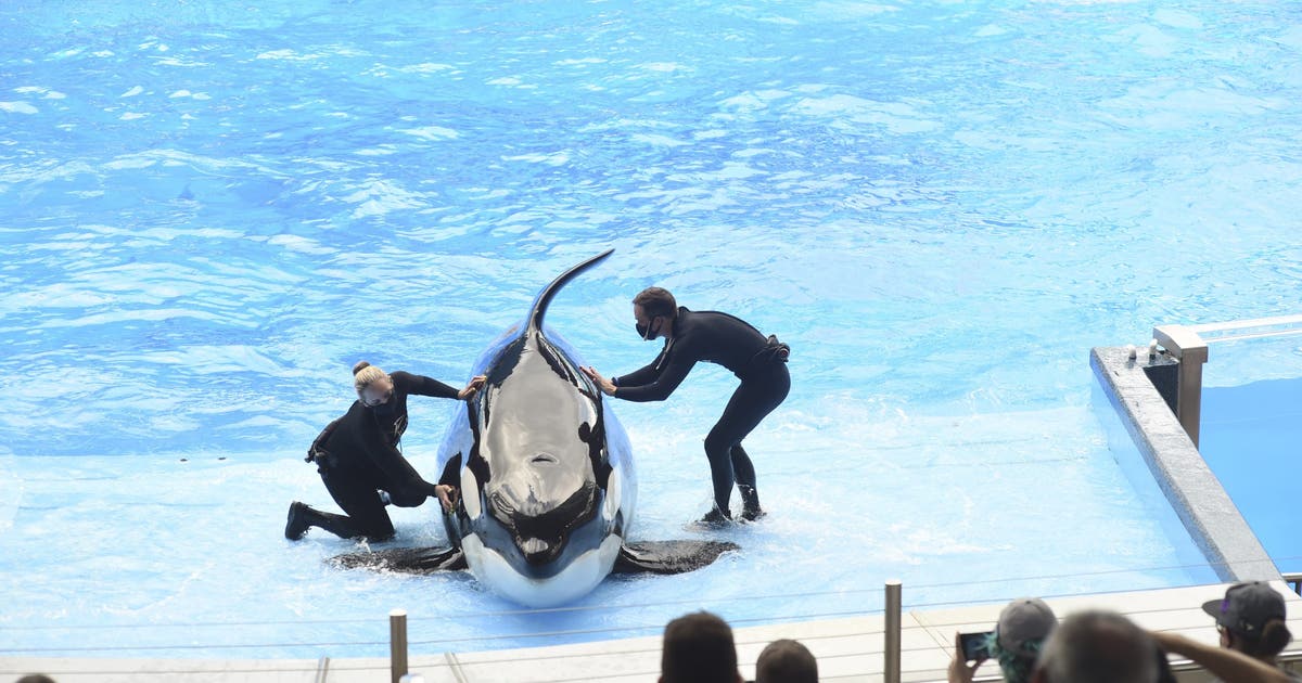 SeaWorld Orlando fined after trainer hurt by killer whale: OSHA | FOX ...