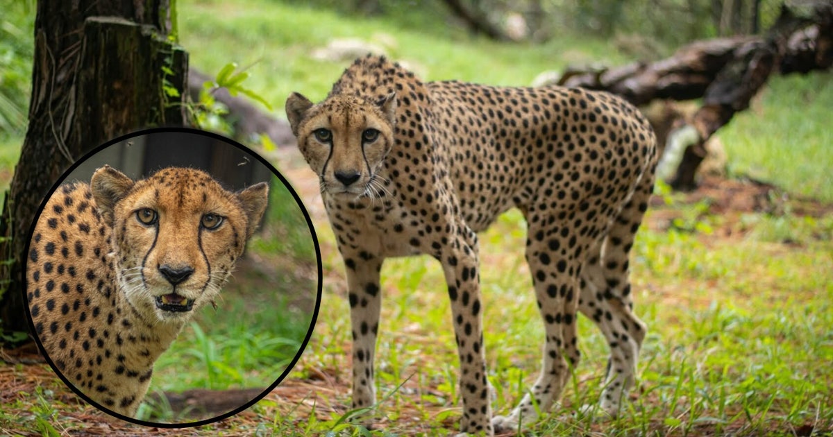 Brevard Zoo says goodbye to this beloved resident, '...the last cheetah ...
