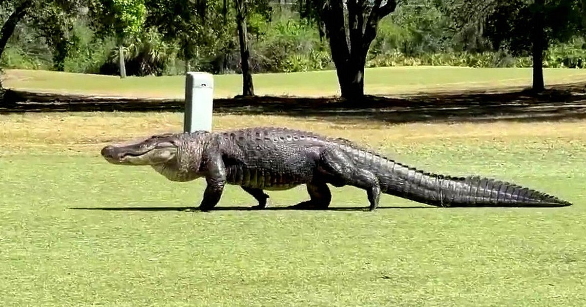 Massive alligator spotted by Florida golfers in Kissimmee ahead of peak ...