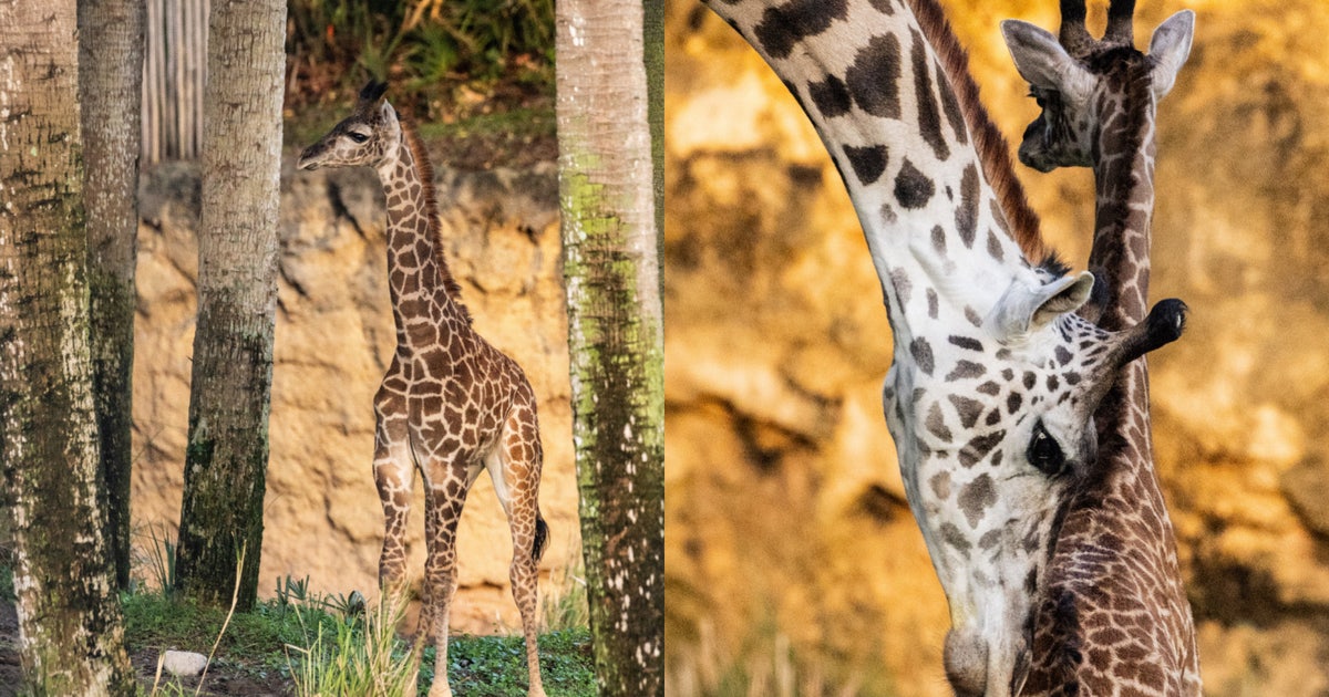 Giraffe calf makes debut at Disney’s Animal Kingdom, highlighting ...