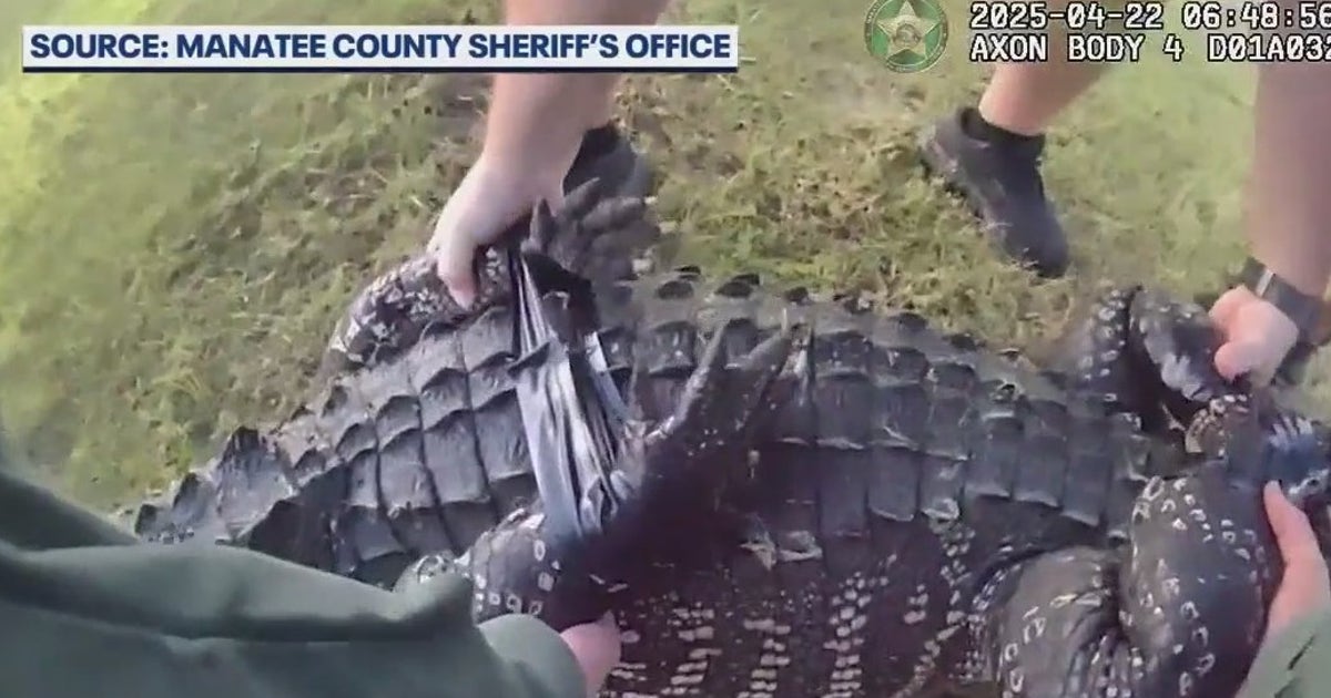 Florida deputies wrangle alligator outside high school: 'Biggest fight ...