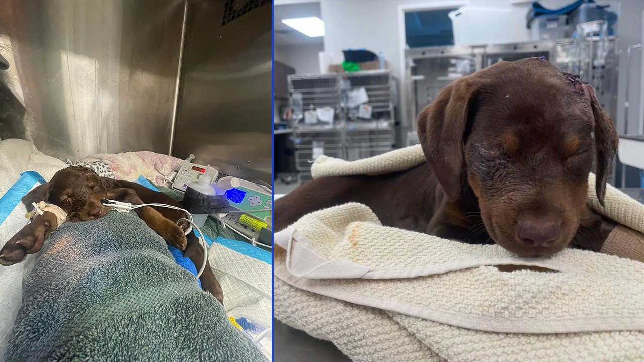 Puppy, beaten beyond recognition, fighting for its life at Oviedo ...