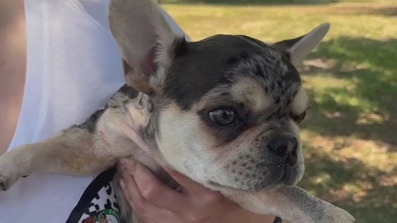 Vets helping disabled Frenchie pup walk for first time with surgery ...
