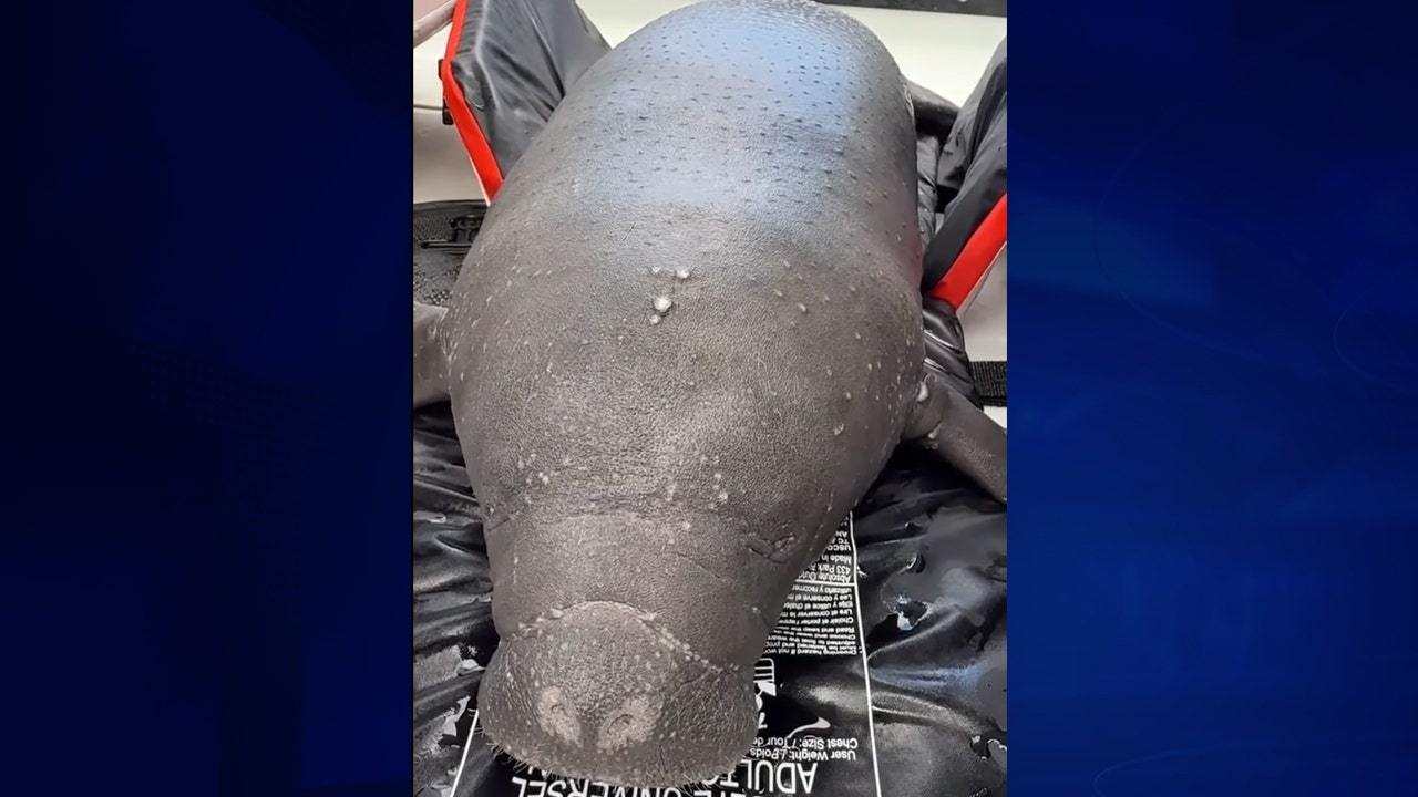 Orphaned baby manatee rescued in South Florida, now recovering at Sea ...