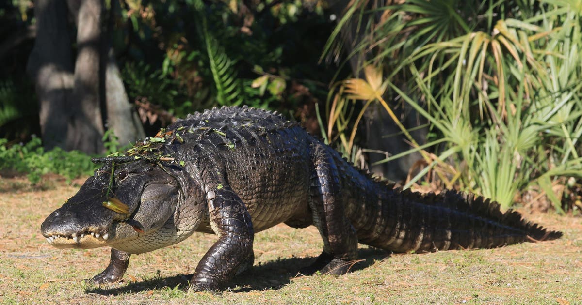 Florida study shares what causes nearly every alligator attack on ...