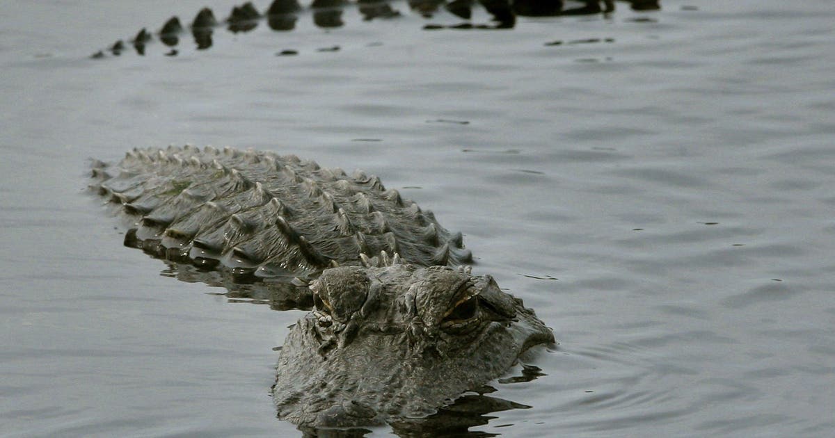 Florida woman killed by alligator while canoeing with husband at Lake ...