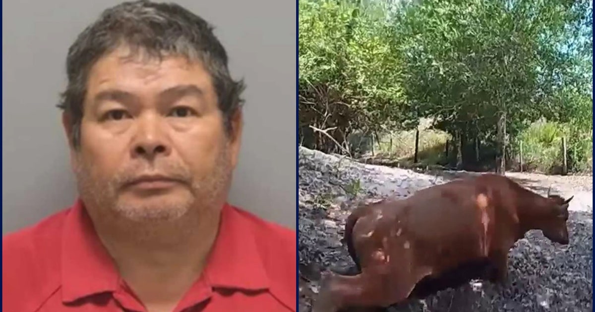 Florida man shoots neighbor's pregnant cow after it wandered onto his ...