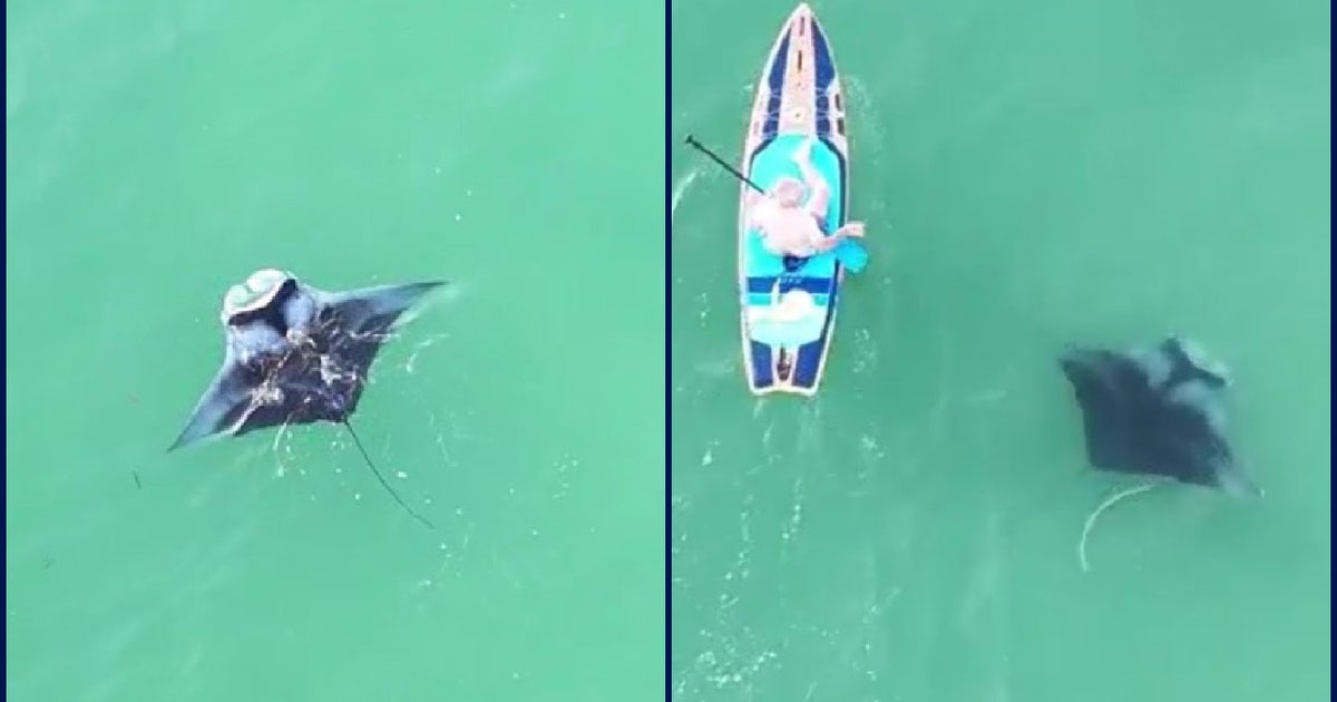 Giant manta ray dives under Florida paddleboarder: 'Unbelievable ...
