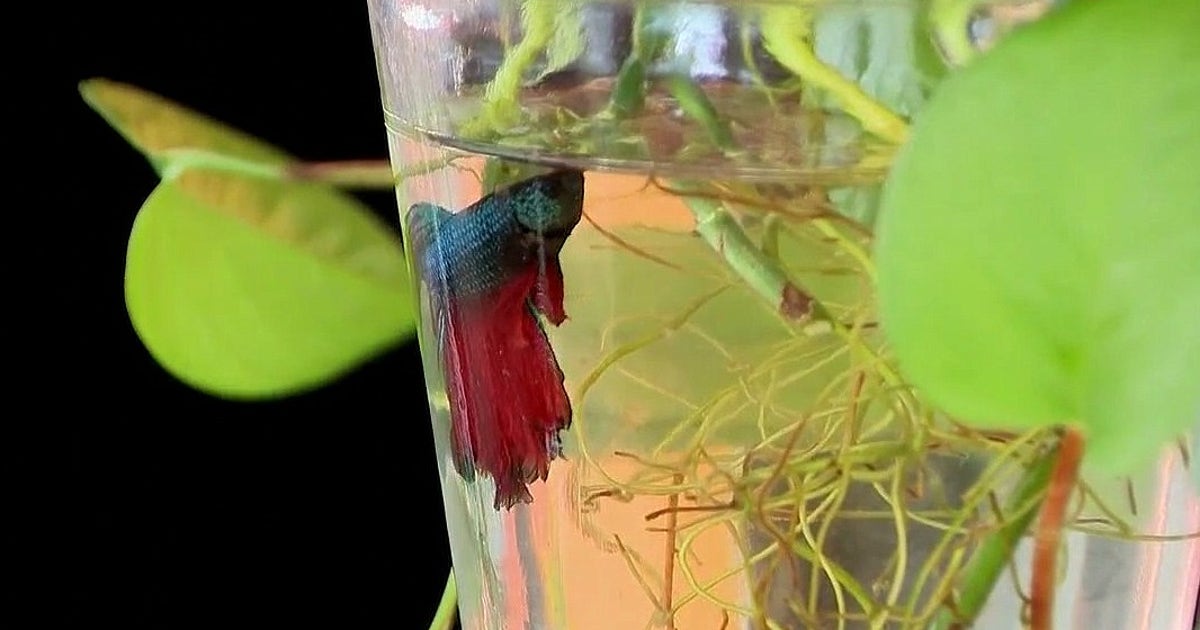 'Fishnapped': Beloved betta stolen from Satellite Beach Top Gun-themed ...