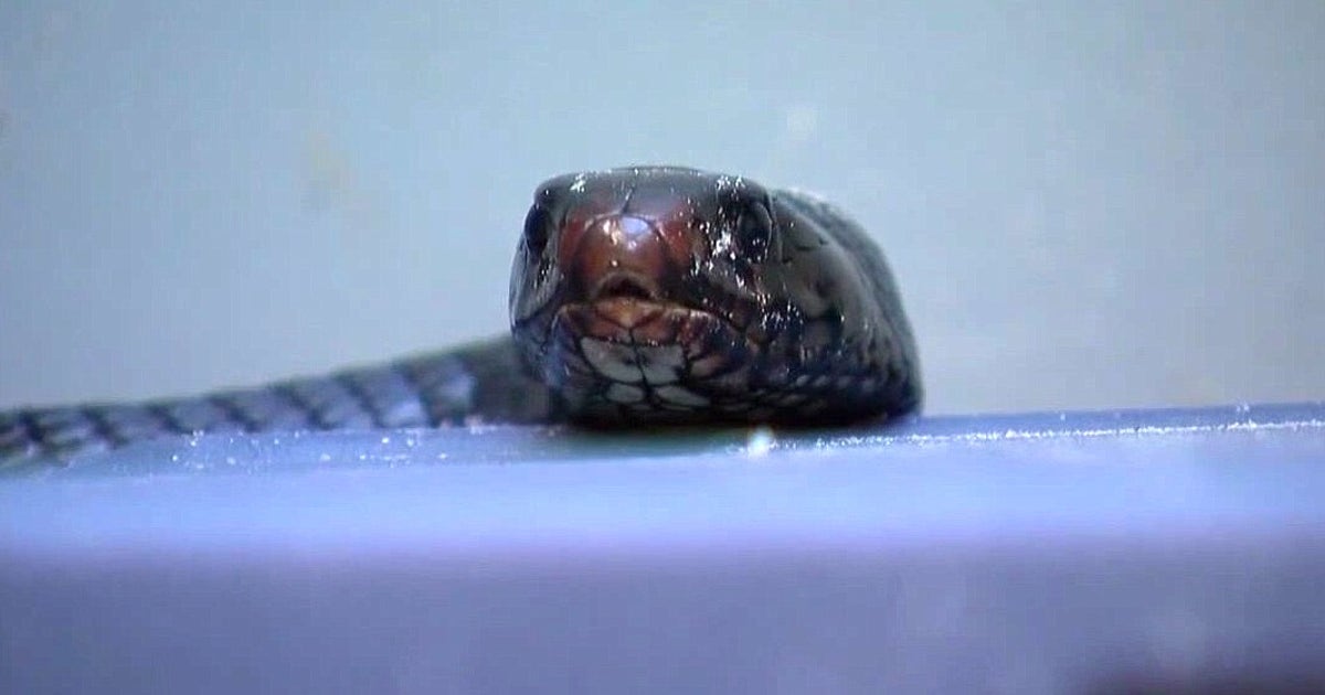Dozens of rare indigo snakes released in Florida to battle invasive ...