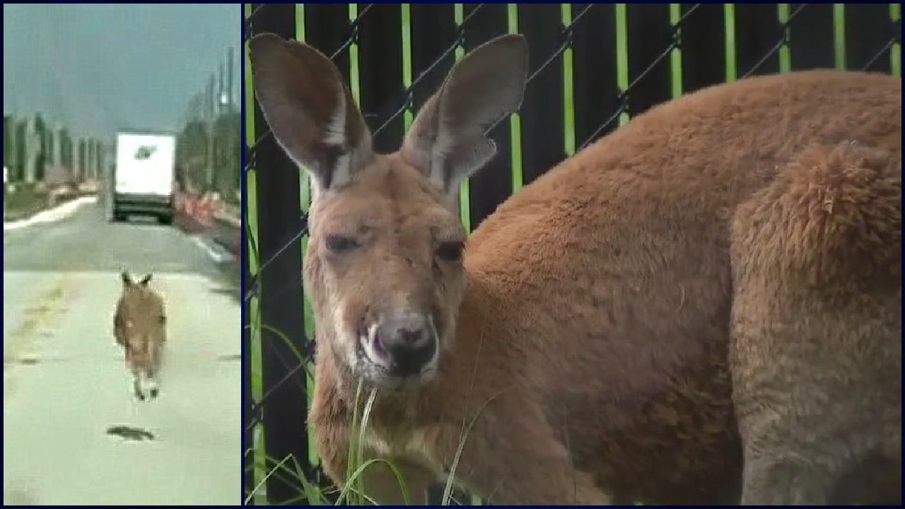 Loose Central Florida kangaroo captured; owner facing charges | FOX 35 ...