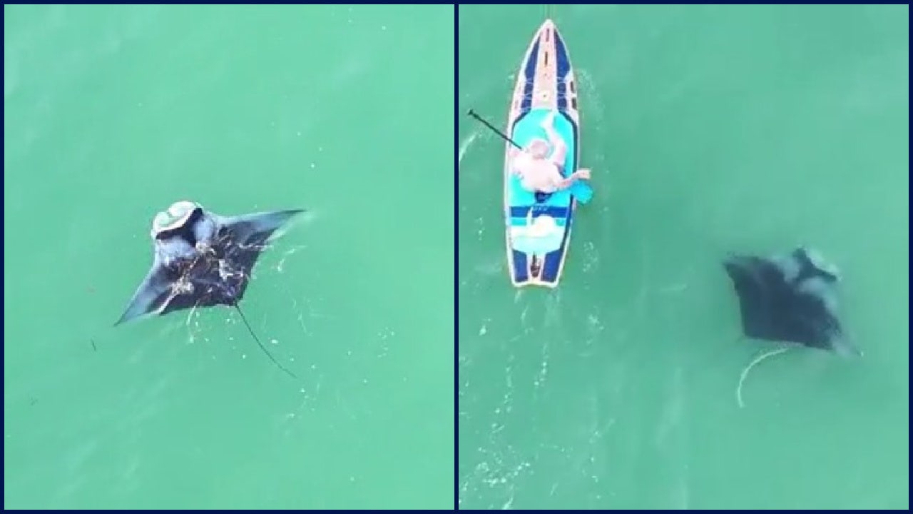 Giant manta ray dives under Florida paddleboarder: 'Unbelievable' | FOX ...