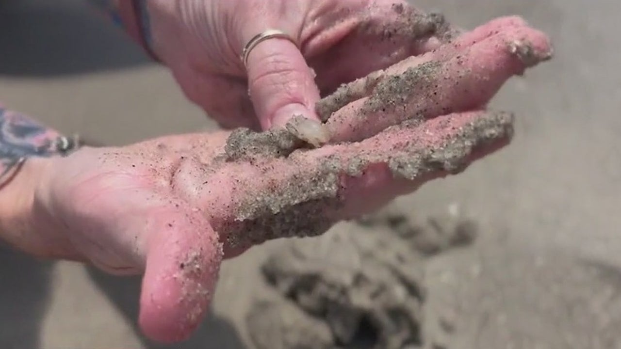Beachgoers mesmerized by massive swarm of sand fleas spotted on Florida ...