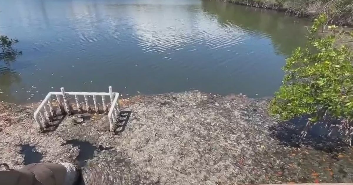 Algae bloom blamed for foul water conditions near Brevard County park ...