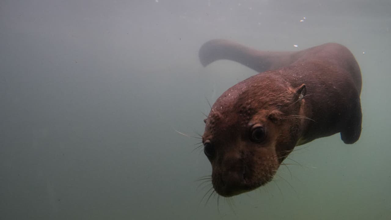 otter bite force psi
