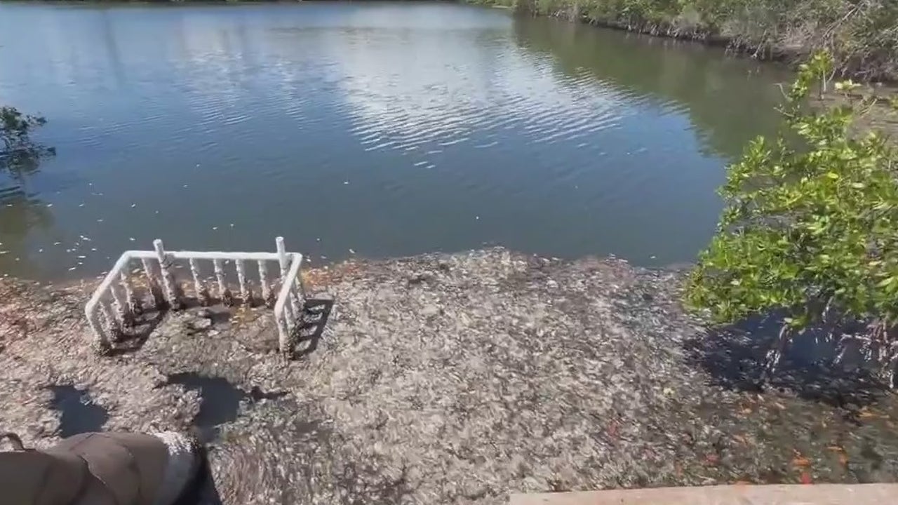 Algae bloom blamed for foul water conditions near Brevard County park ...