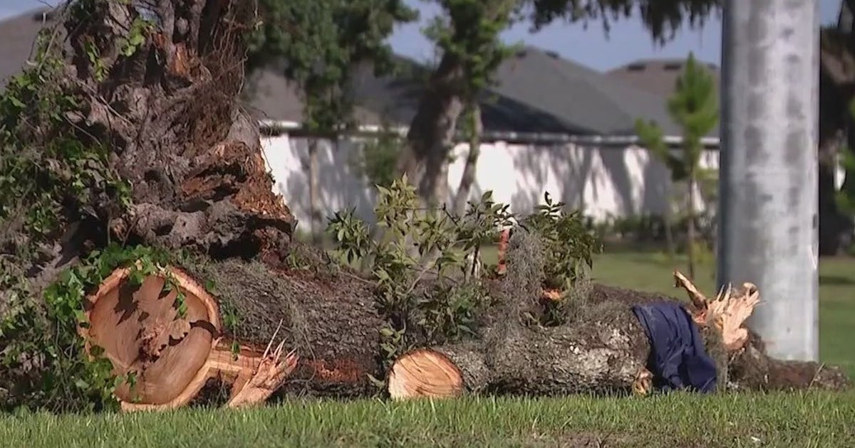 Man killed in Sumter County after tree falls on car in ‘freak accident ...