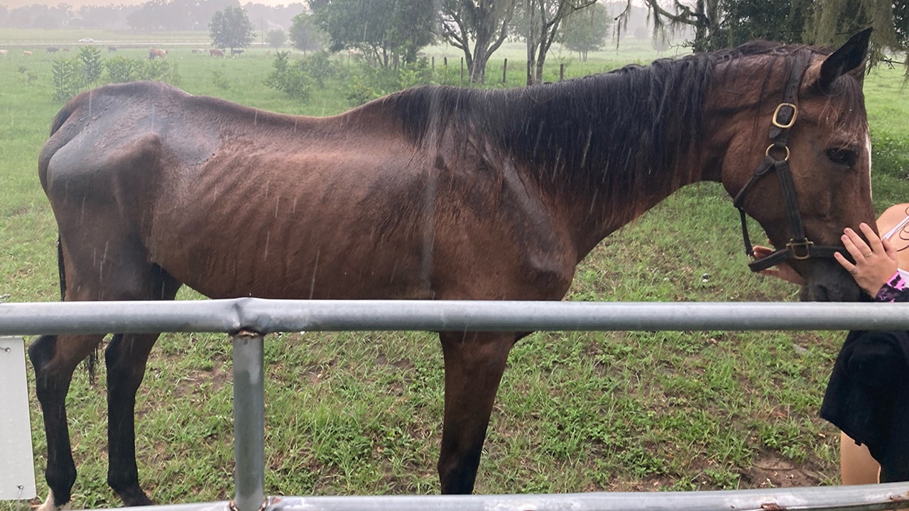 Florida woman accused of animal cruelty after horse found emaciated ...