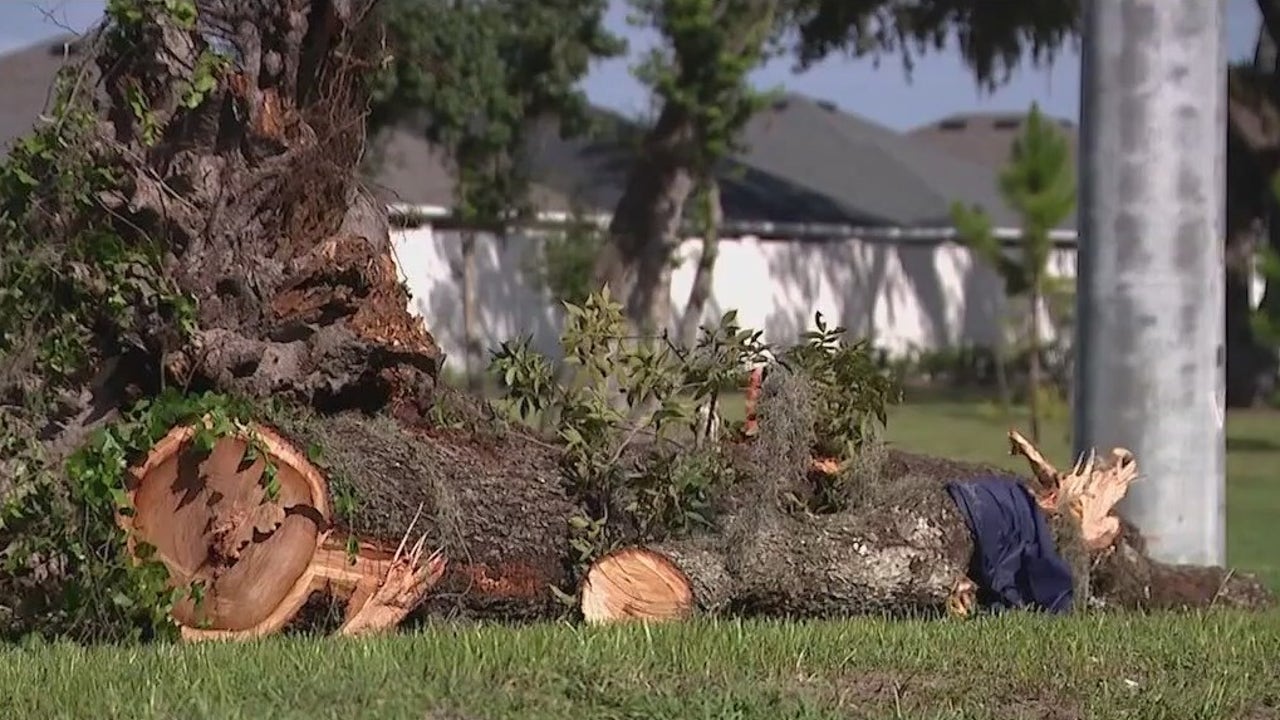 Man killed in Sumter County after tree falls on car in ‘freak accident ...