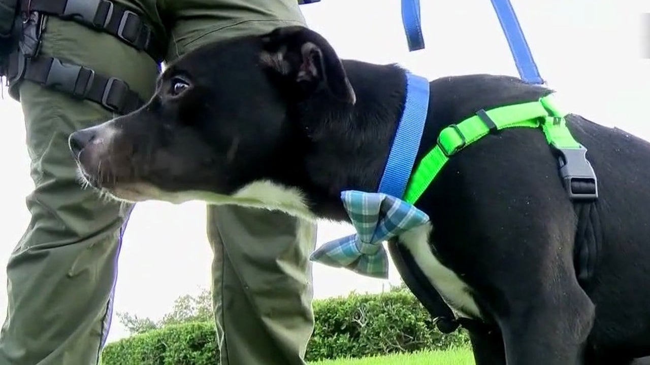 Puppy rescued from trash compactor at Daytona Beach apartment complex ...