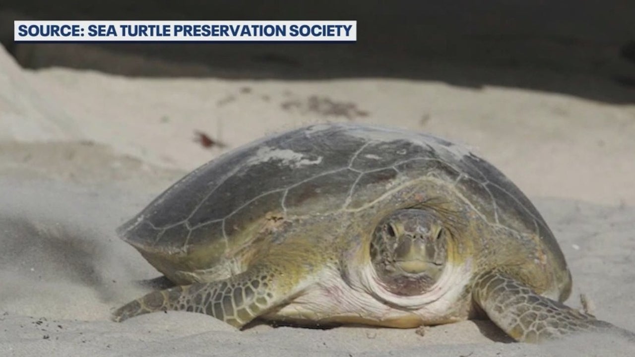 Beach crossovers, stairs placing sea turtles in peril on the Space ...