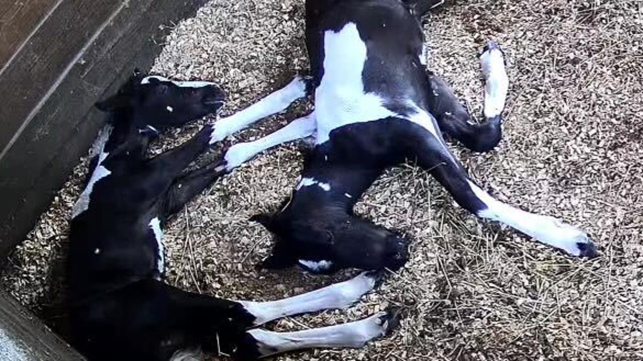 Rare twin foals born in central Florida released from Intensive Care ...