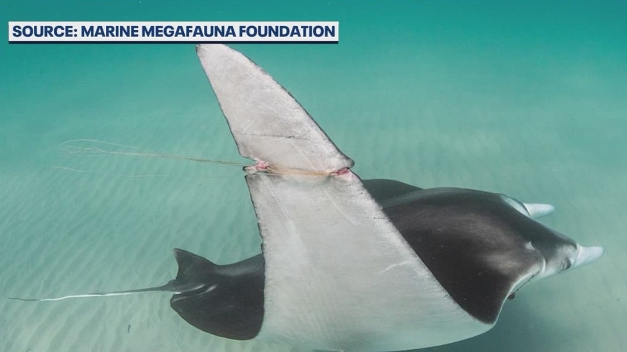 New manta ray species discovered off off the coast of Florida | FOX 35 ...